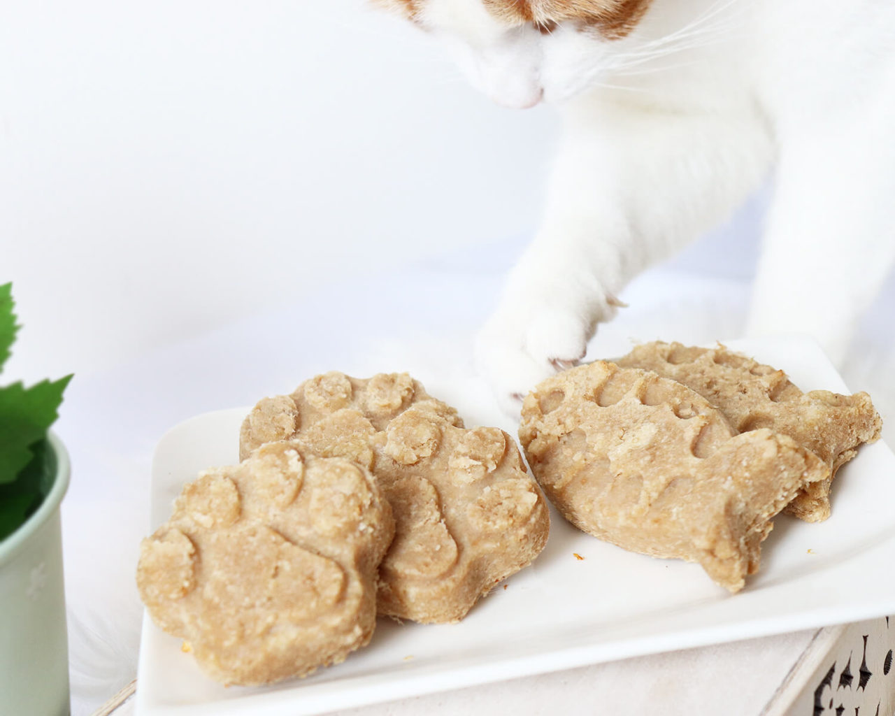 Erfrischend und lecker: 3 DIY Snacks für Katzen! - Green Miracle