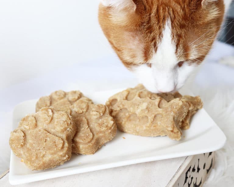 Erfrischend und lecker: 3 DIY Snacks für Katzen! - Green Miracle