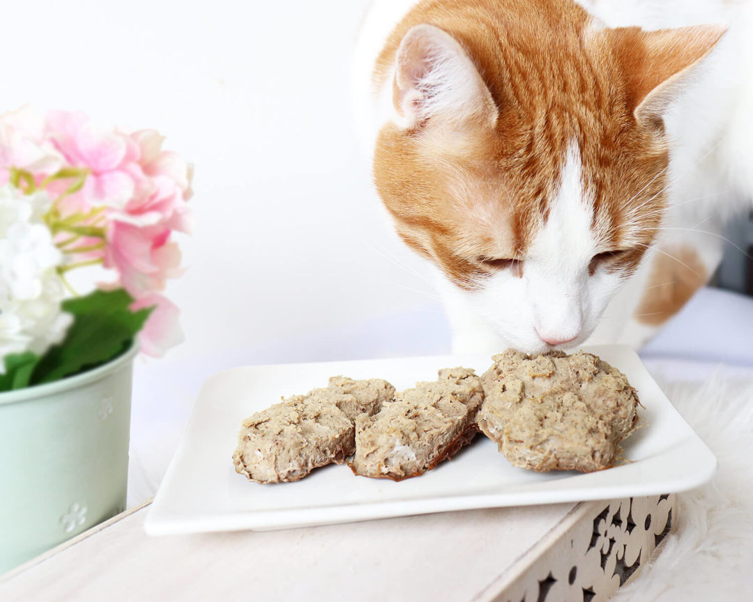 Erfrischend und lecker: 3 DIY Snacks für Katzen! - Green Miracle