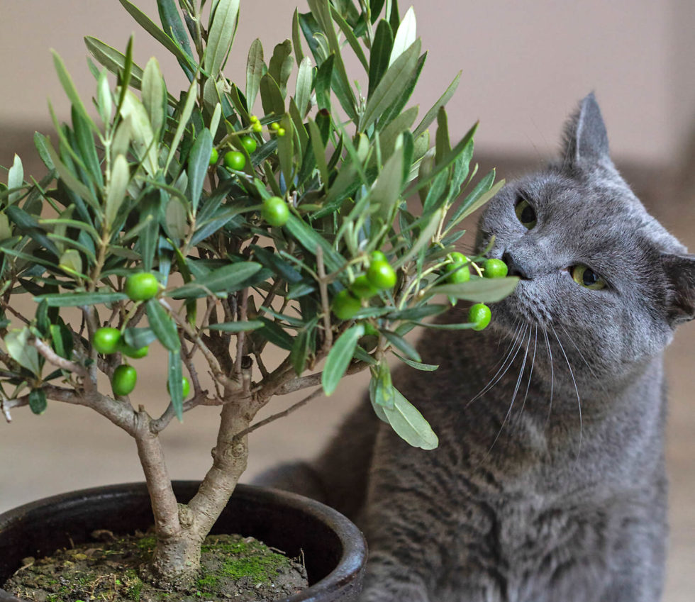 So überstehen Katzen die sommerliche Hitze! - Green Miracle